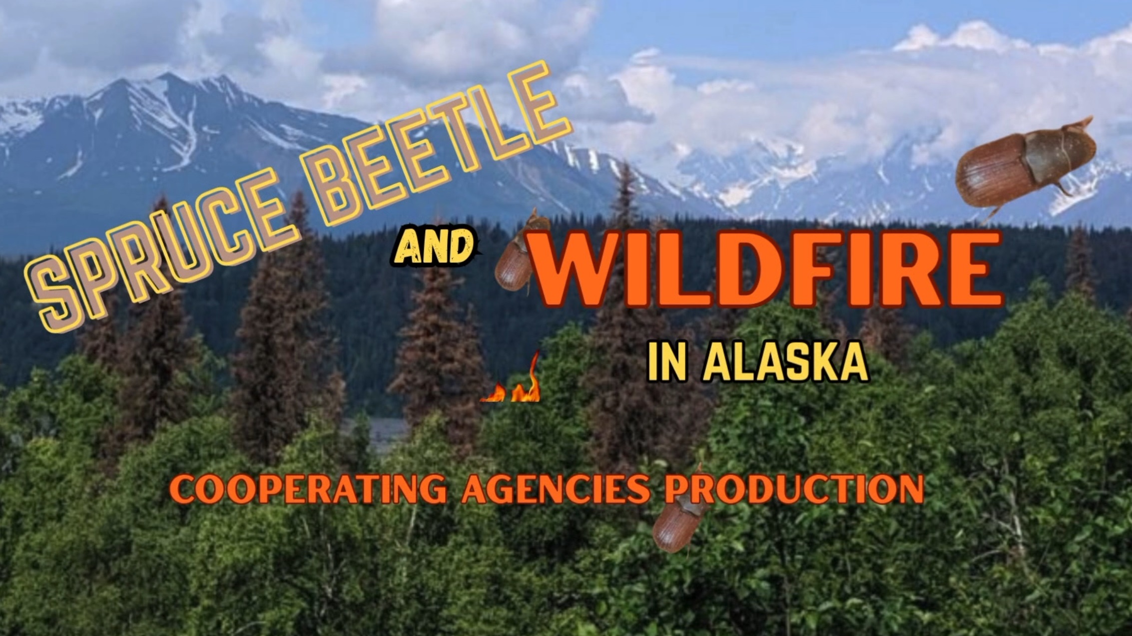 Spruce Bark Beetles – Alaska Natural Resource Management